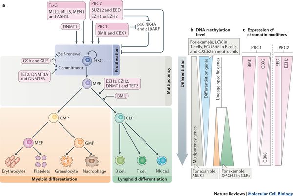 epigenetic regulation - AnyGenes