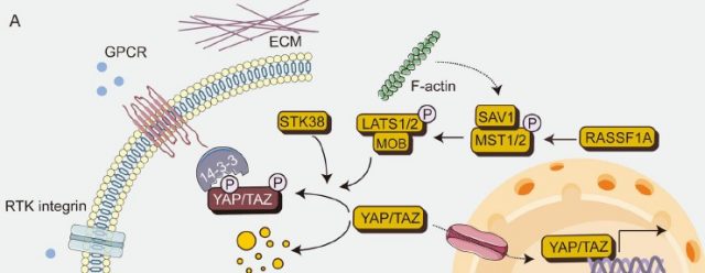 HIPPO Signaling Pathway - AnyGenes