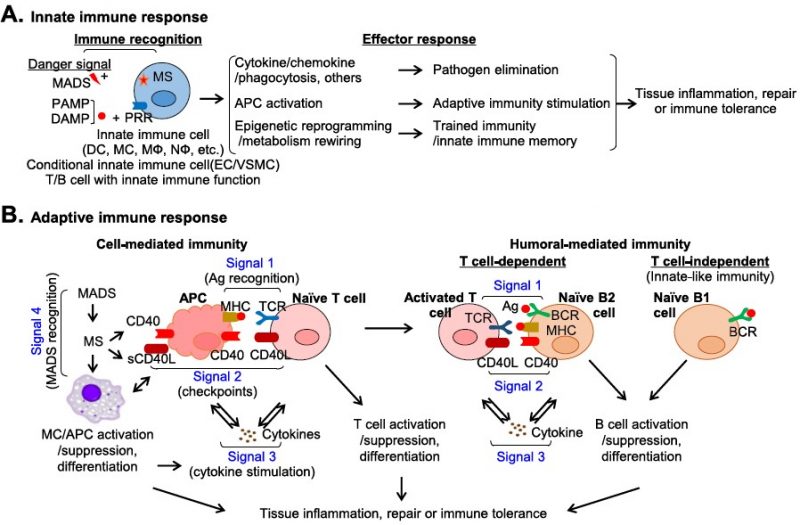 Innate And Adaptive Immunity Anygenes