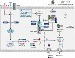Inflammasome Signaling Pathway - AnyGenes