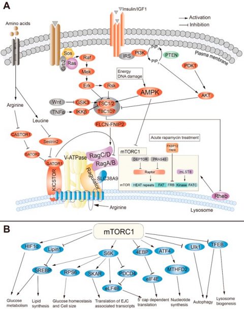 mTOR Pathway - AnyGenes