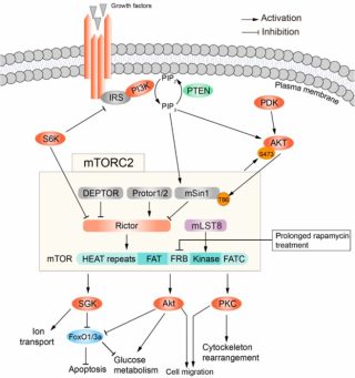 mTOR Pathway - AnyGenes