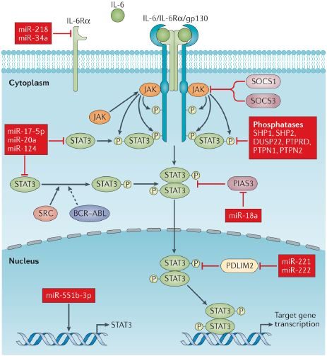 IL6 STAT3 Signaling Pathway - AnyGenes