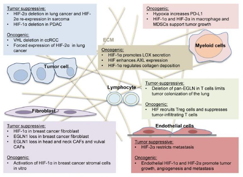 HIF-1 Pathway - AnyGenes
