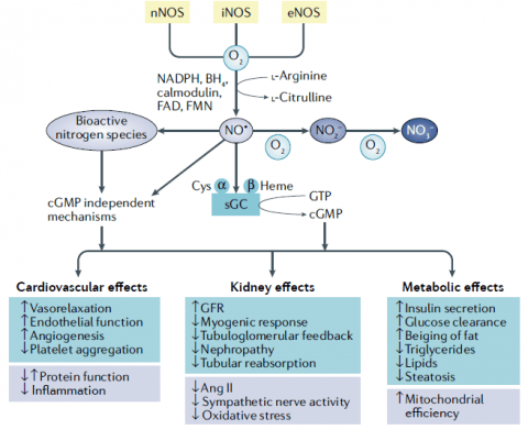 Nitric Oxide Pathway - AnyGenes