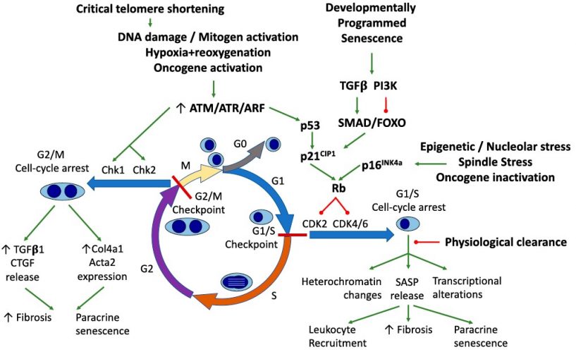 Cellular Senescence Analysis with AnyGenes® qPCR Tools - AnyGenes