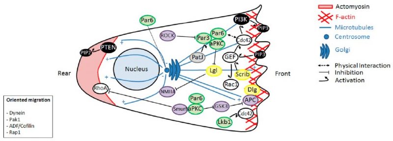 Cell Polarity - AnyGenes