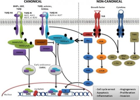 TGF beta Signaling Pathway - AnyGenes