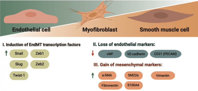 Endothelial To Mesenchymal Transition - AnyGenes