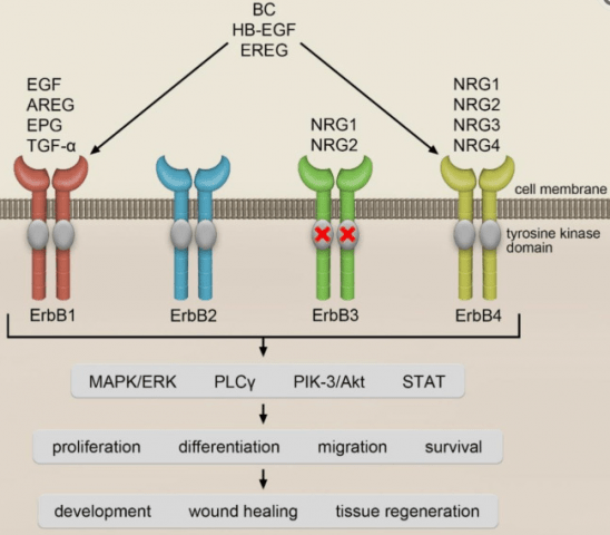 ERBB Signaling Pathway - AnyGenes