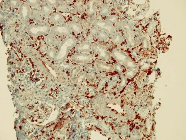 MOLECULAR DIAGNOSIS - AnyGenes