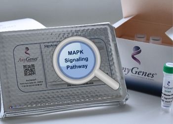 MAP Kinase (MAPK) Signaling Pathway - AnyGenes