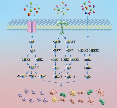 MAP Kinase (MAPK) Signaling Pathway - AnyGenes
