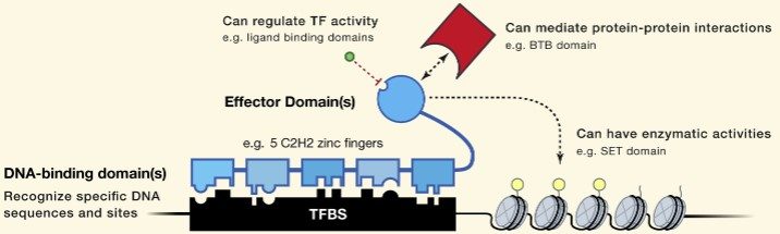 Transcription Factors - AnyGenes