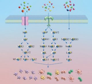 MAP Kinase (MAPK) Signaling Pathway - AnyGenes