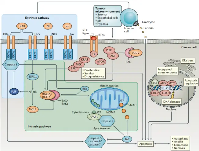Apoptosis pathway - AnyGenes